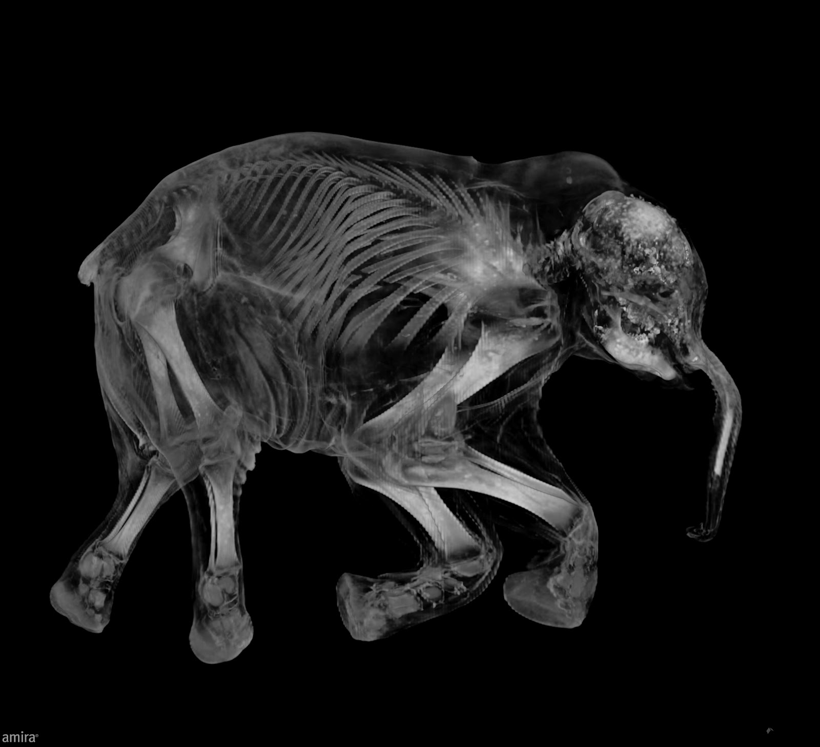 Mammoth Calf Lyuba On Display ⋆ X-Reality