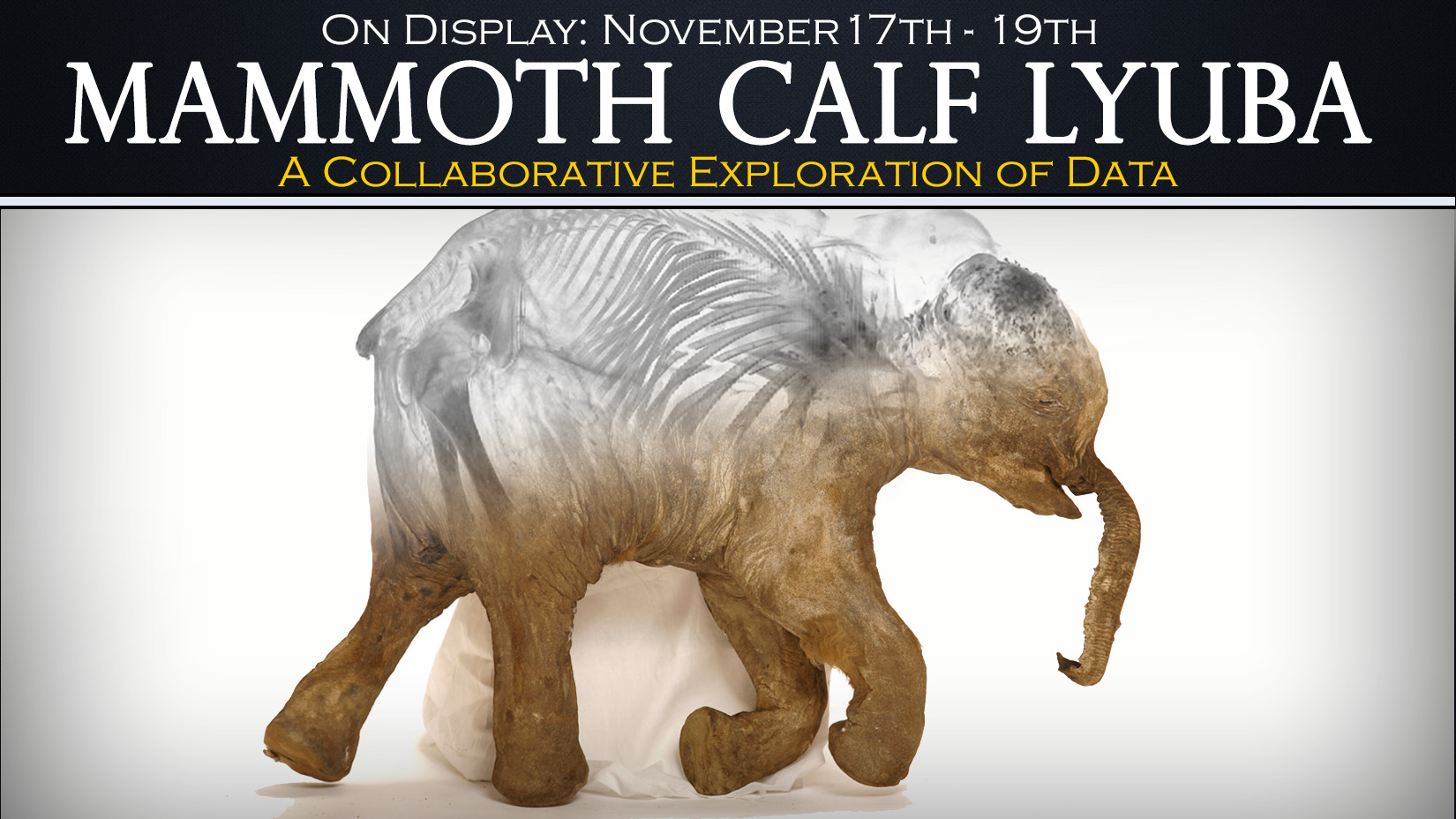 Mammoth Calf Lyuba On Display ⋆ X-Reality: University of Michigan XR