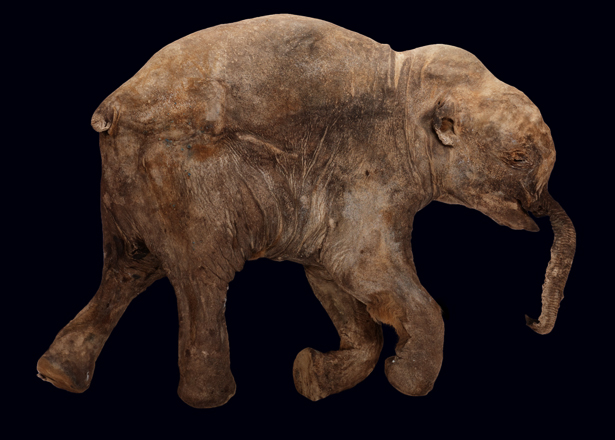 Mammoth Calf Lyuba On Display ⋆ X-Reality: University of Michigan XR